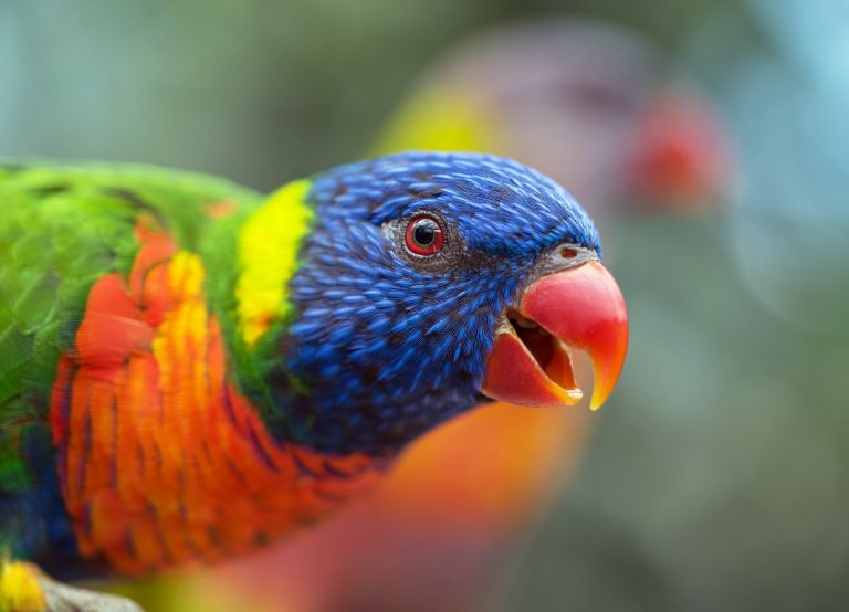 +31 Chistes de loros ¡Los mejores de internet! (Cortos y orginales)